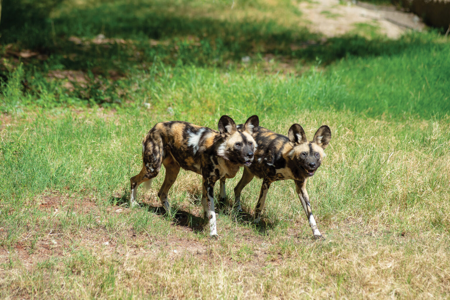 Celebrating World African Painted Dog Day - The Living Desert Zoo and ...
