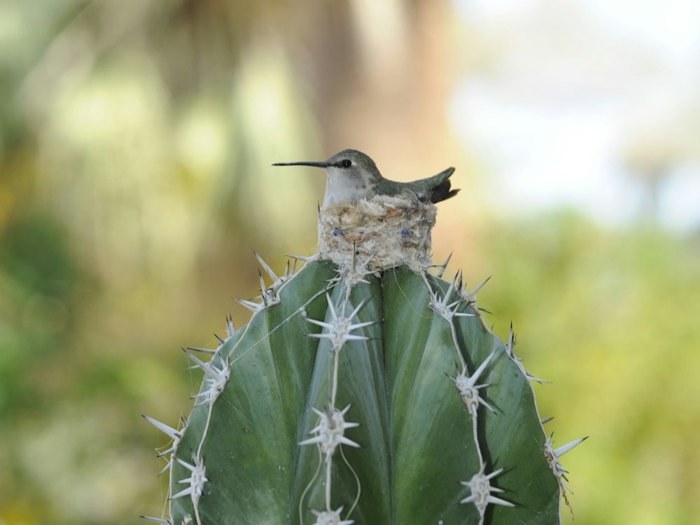Desert Planting - The Living Desert Zoo and Gardens