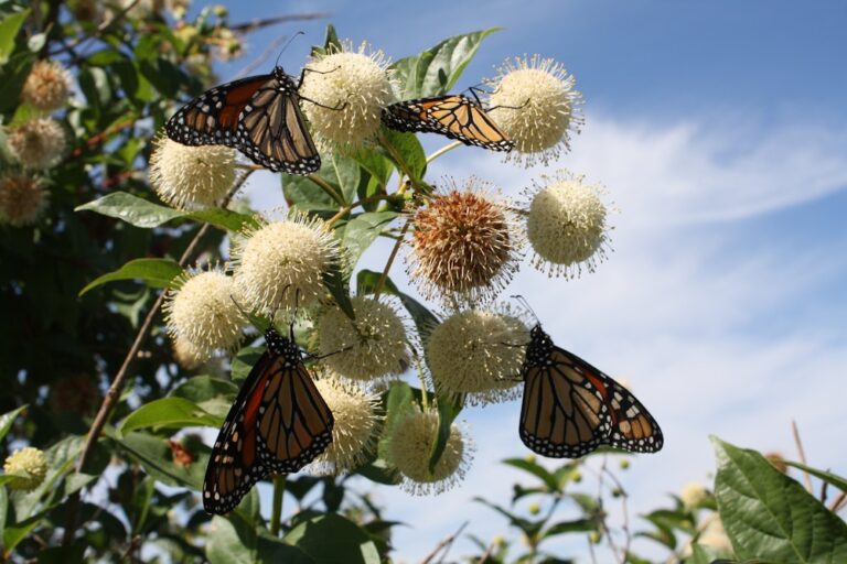 Pollinator Pathway Progress - The Living Desert Zoo and Gardens