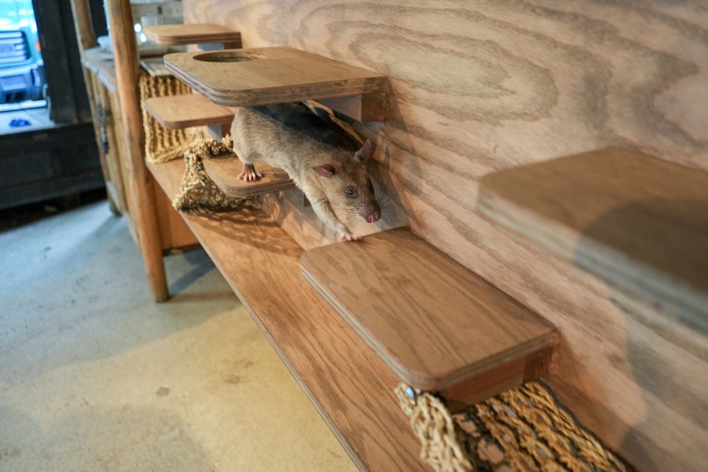 “HeroRATS" to the Rescue - The Living Desert Zoo and Gardens